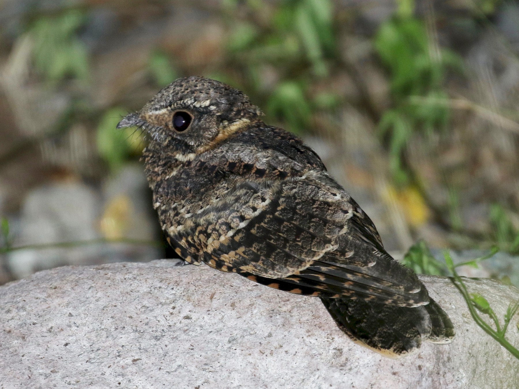 Buff-collared Nightjar - eBird