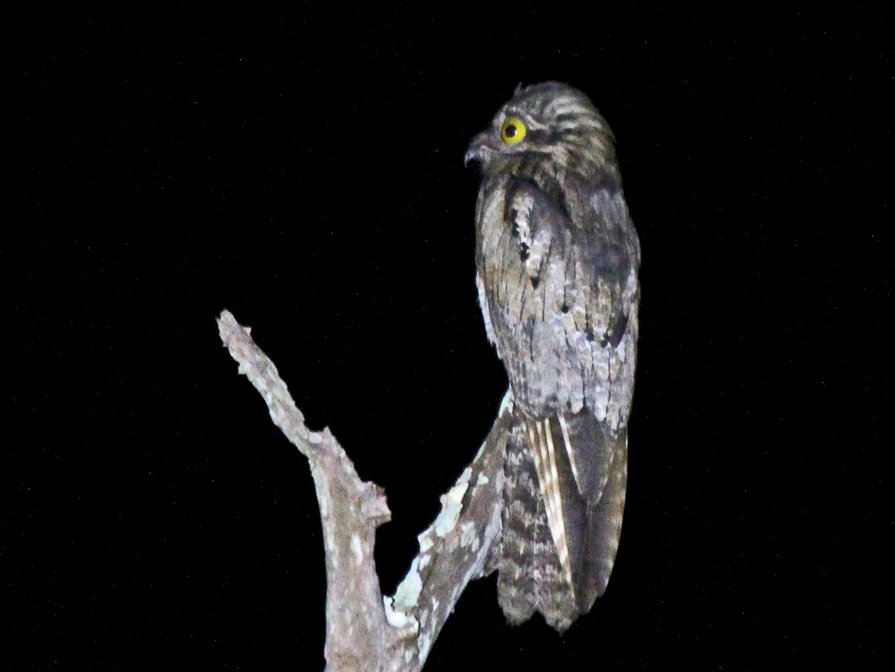 Northern Potoo - eBird