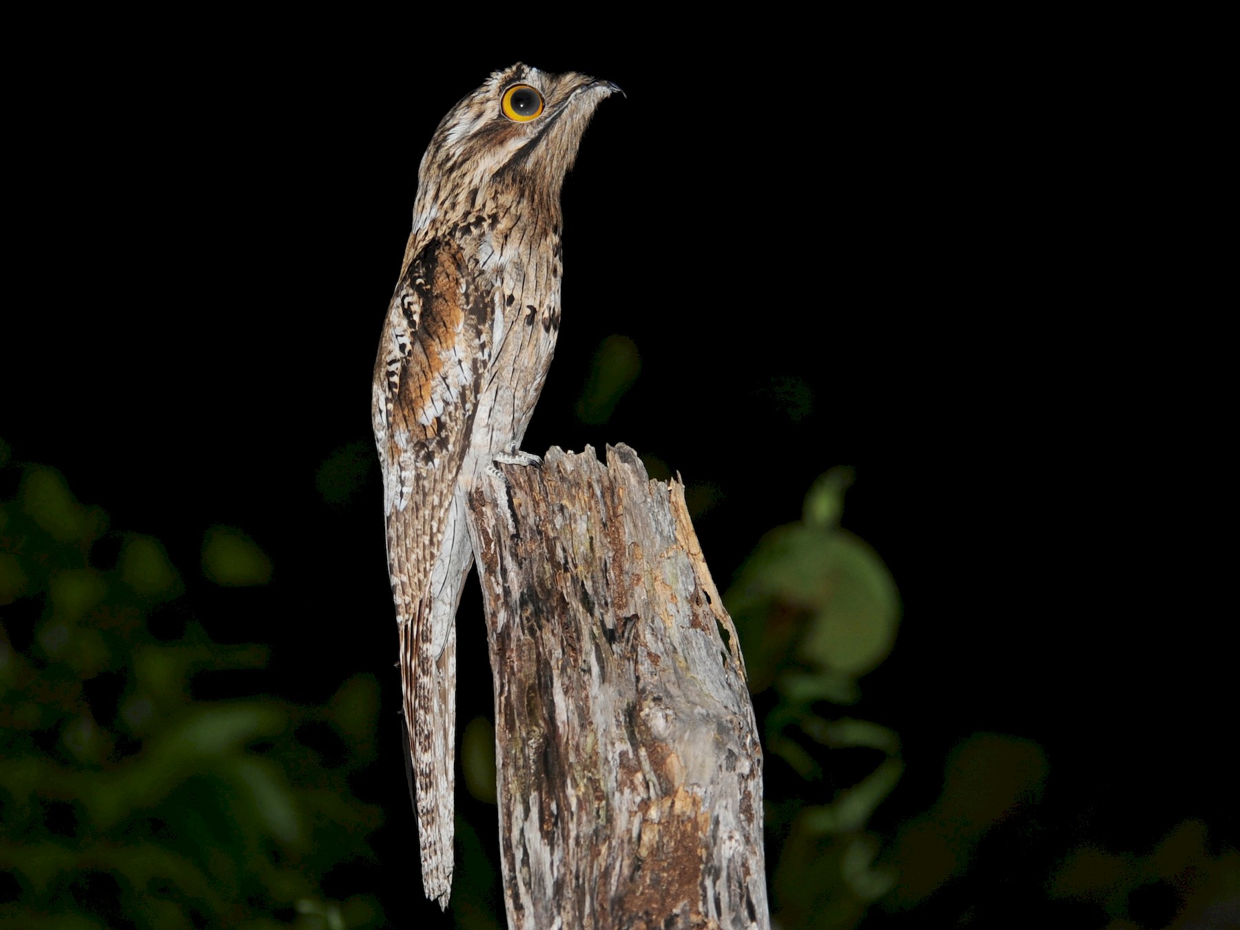 Northern Potoo - eBird