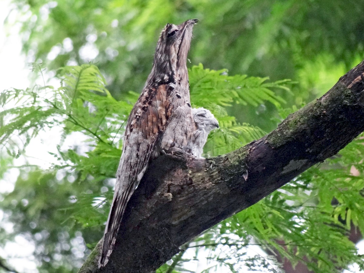 Northern Potoo - Nyctibius jamaicensis - Birds of the World