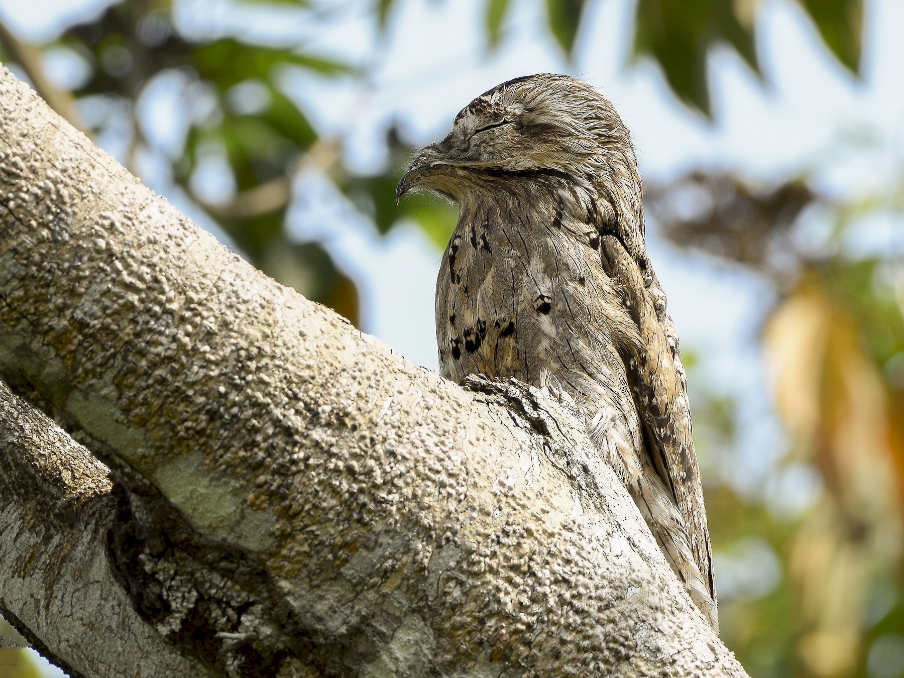 Northern Potoo - eBird