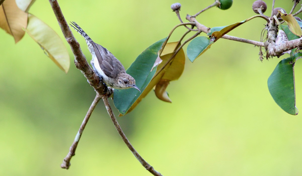 Tooth-billed Wren - Odontorchilus cinereus - Birds of the World