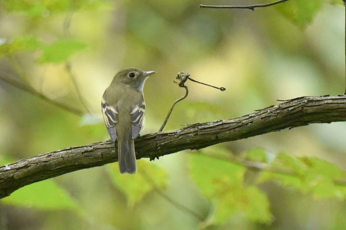 eBird Checklist - 8 Sep 2021 - Elk Neck SP--Turkey Pt. - 84 species (+2 ...