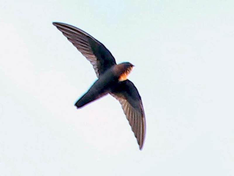 Chestnut-collared Swift - Streptoprocne rutila - Birds of the World