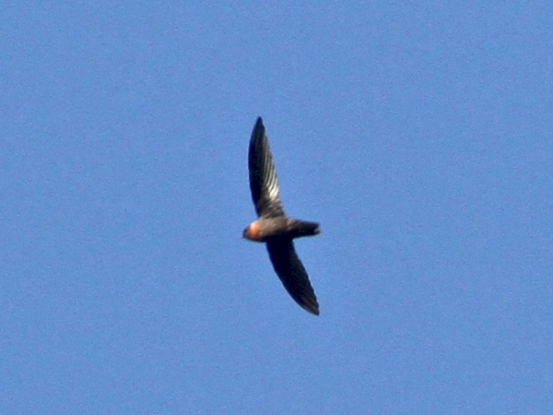 Chestnut-collared Swift - eBird