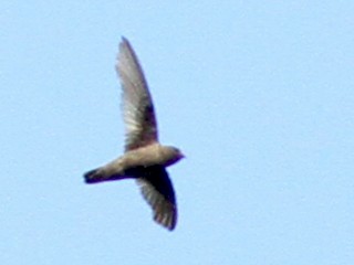 Chestnut-collared Swift - eBird