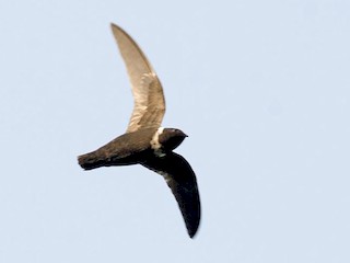 White-collared Swift - eBird