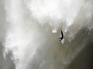 White-collared Swift - eBird