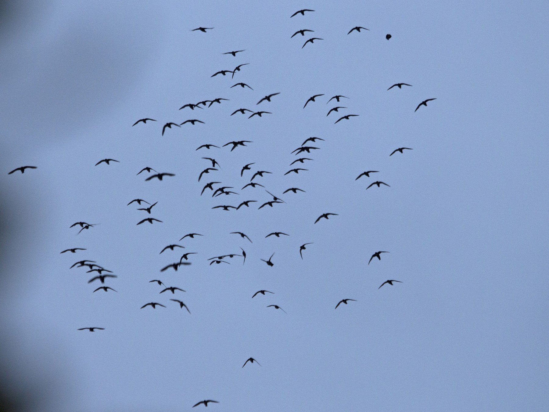 White-collared Swift - eBird