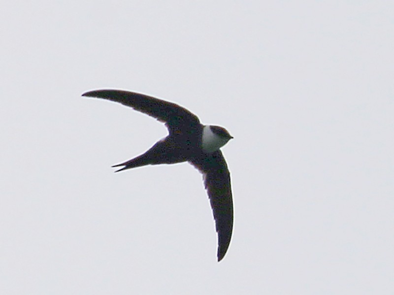 Lesser Swallow-tailed Swift - eBird