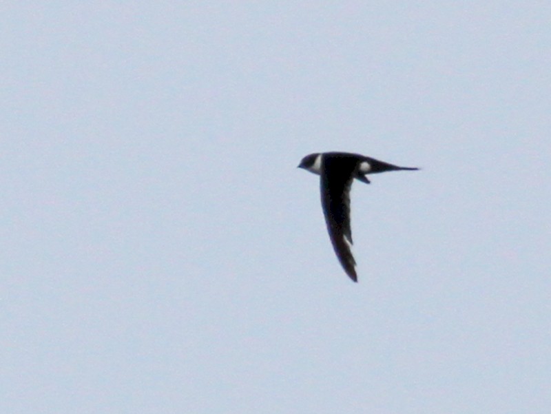 Lesser Swallow-tailed Swift - eBird