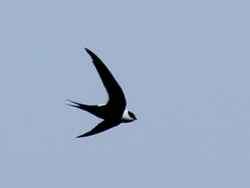 Great Swallow-tailed Swift - eBird