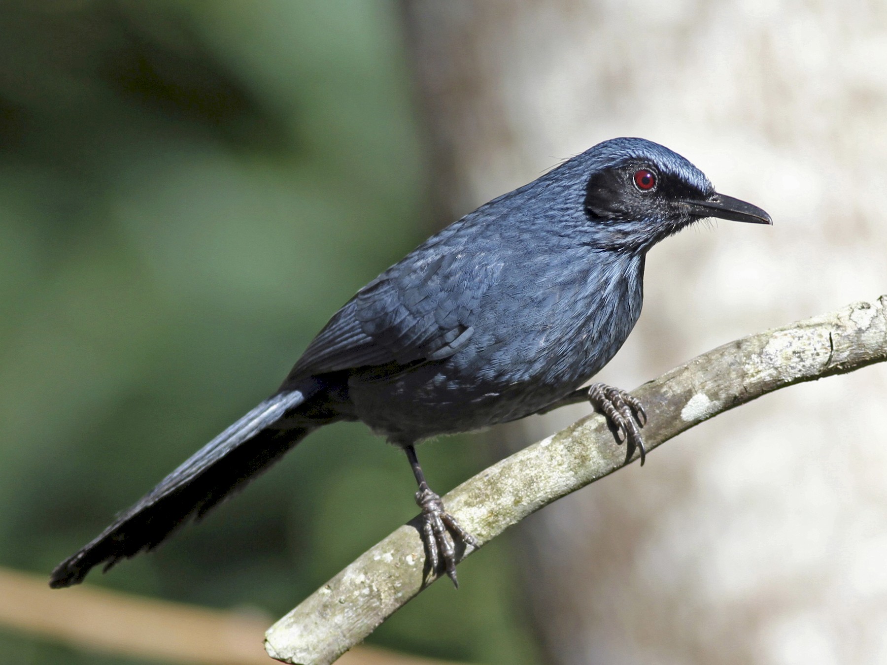 Blue Mockingbird - eBird