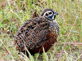Ocellated Quail - Cyrtonyx ocellatus - Birds of the World