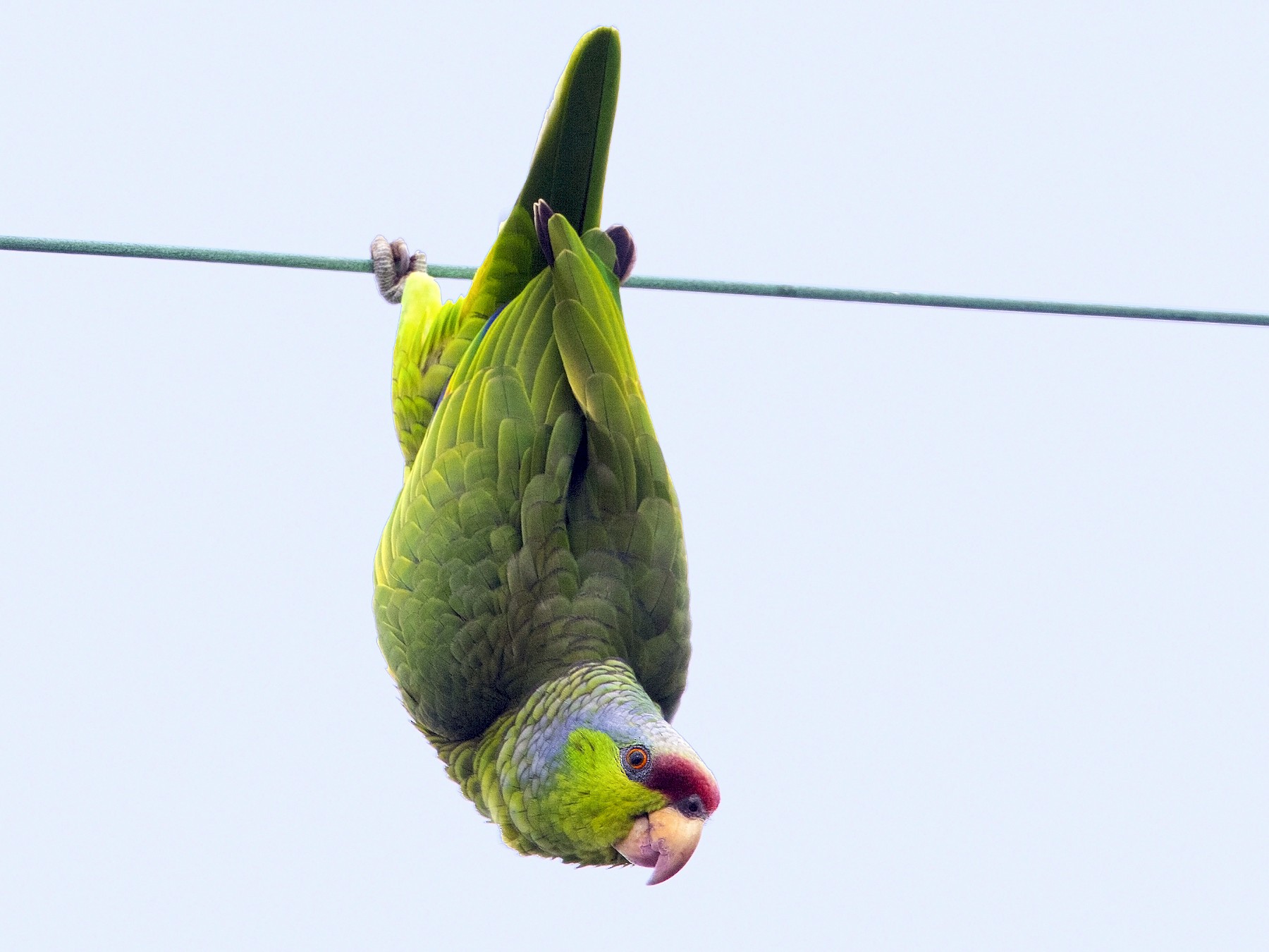 Loro Corona Lila - eBird