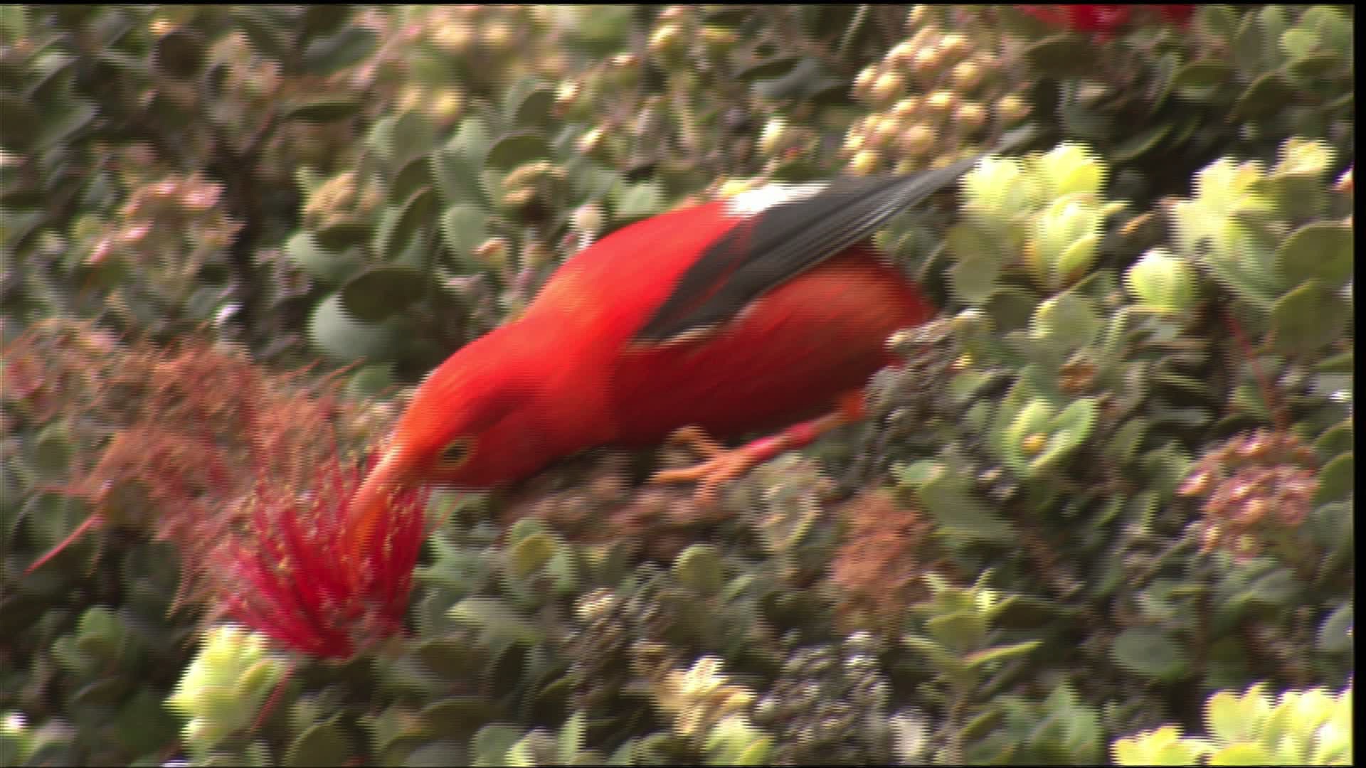 ML424816 - Iiwi - Macaulay Library
