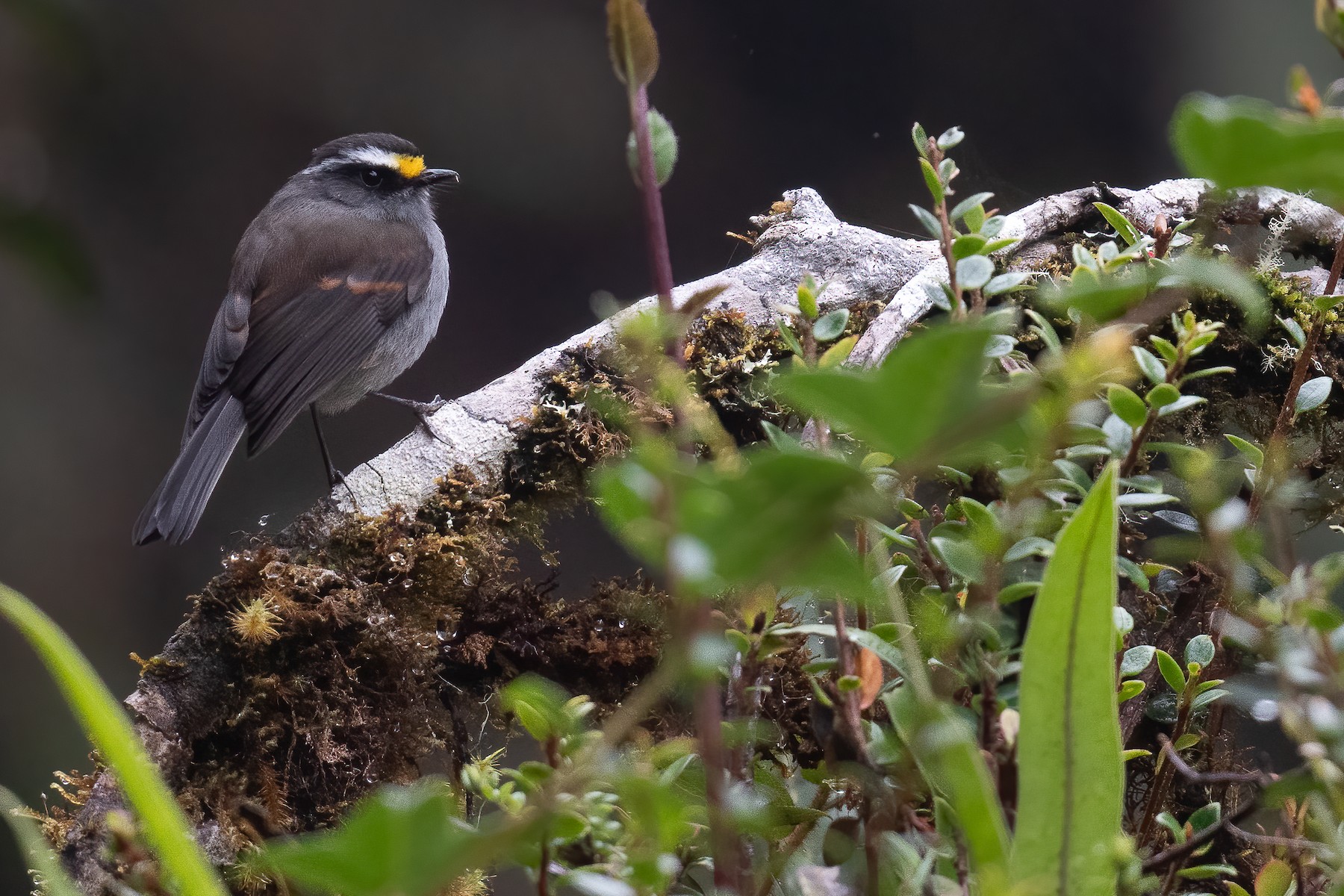 Crowned Chat-Tyrant (Kalinowski's) - eBird
