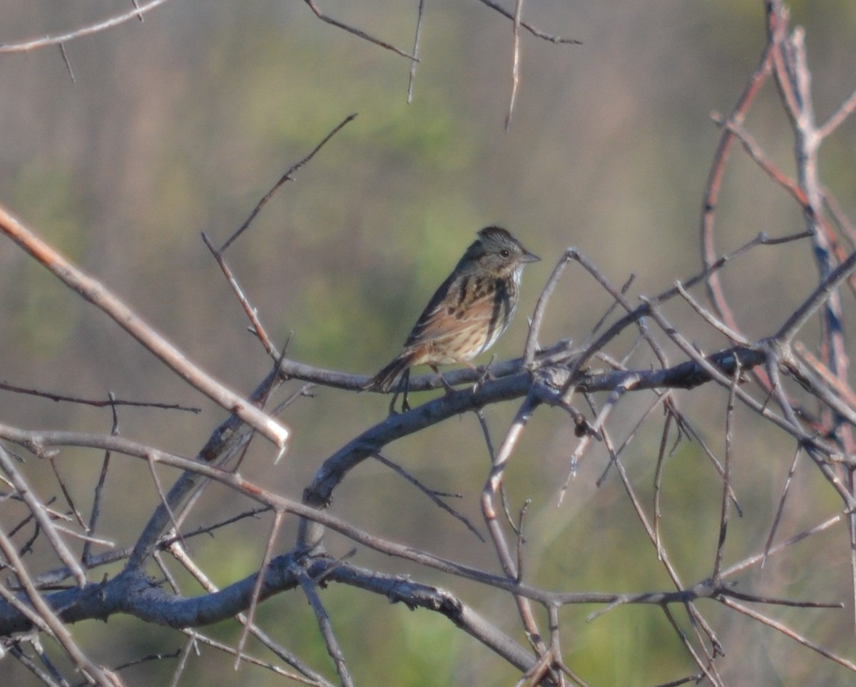 eBird Checklist - 13 Dec 2016 - Guana River WMA - 70 species