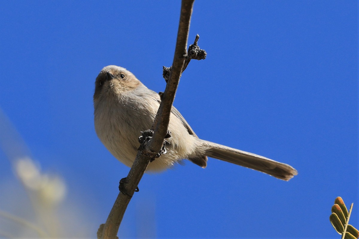 eBird Checklist - 26 Feb 2022 - Madera Canyon--Proctor Rd. - 11 species
