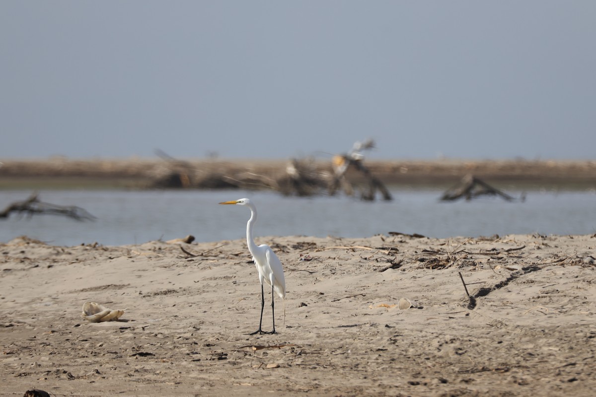 eBird Checklist - 9 Mar 2022 - Ameca River perimeter trail - 34 species