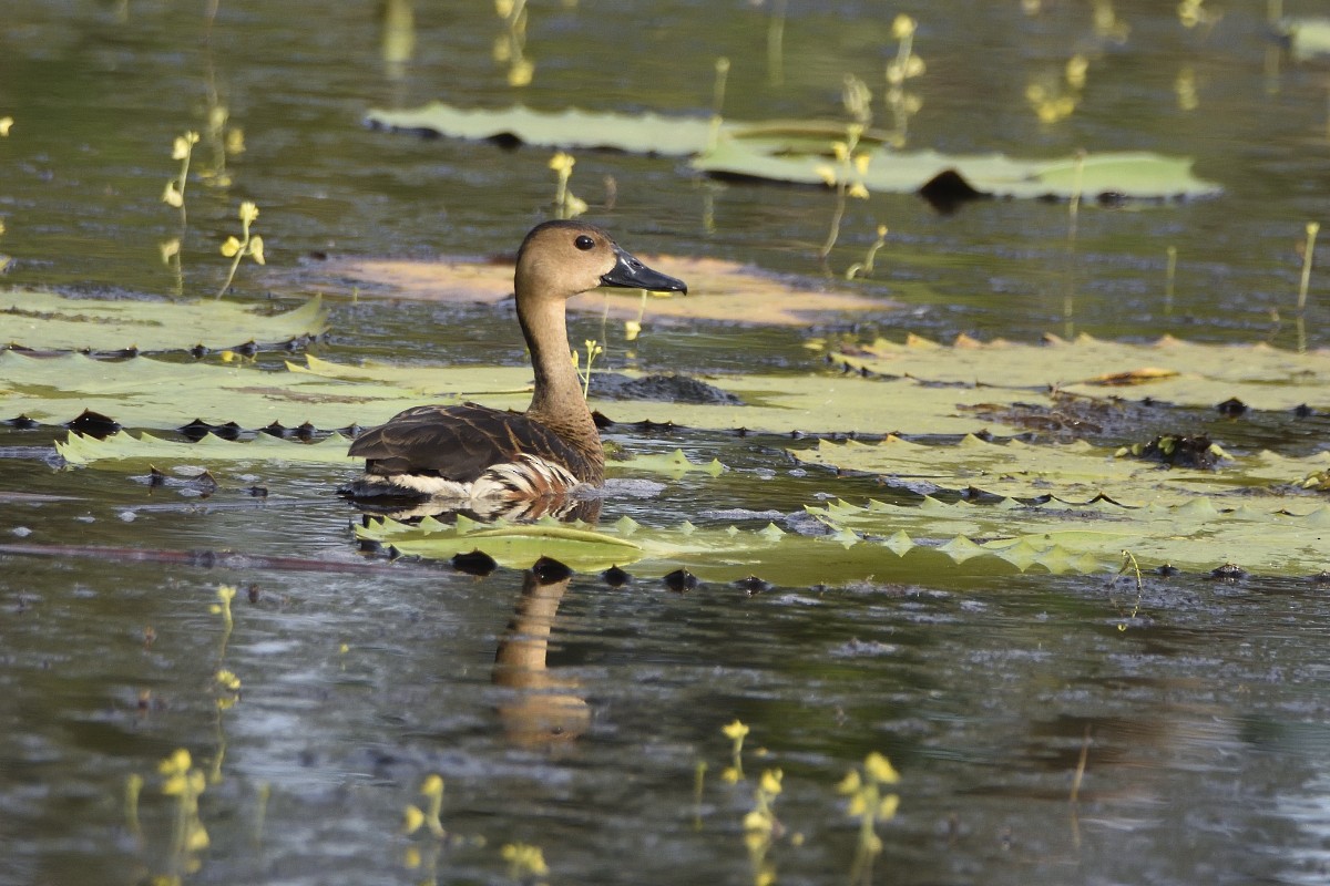 eBird Checklist - 28 Feb 2022 - Tyto Wetlands (Ingham) - 16 species