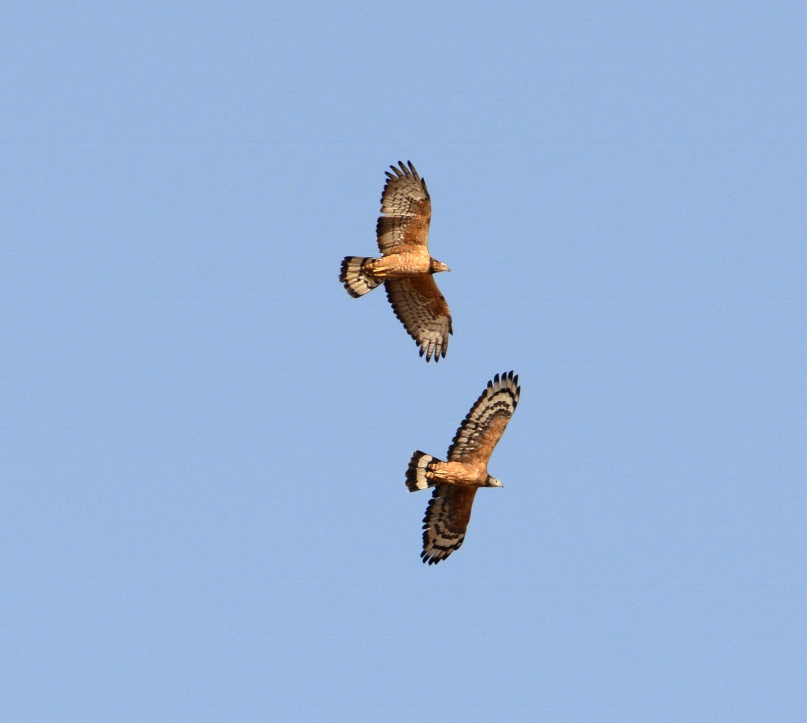 Oriental Honey-buzzard (Northern) - eBird