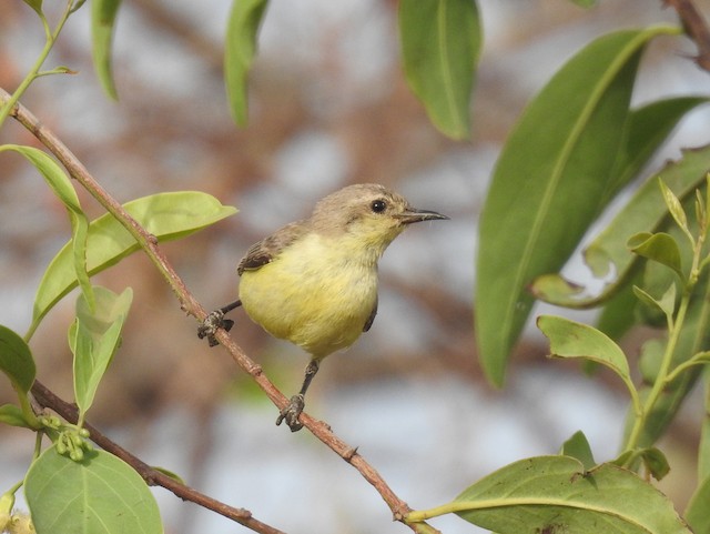 Photos - Yellow-chinned Sunbird - Anthreptes rectirostris - Birds of ...