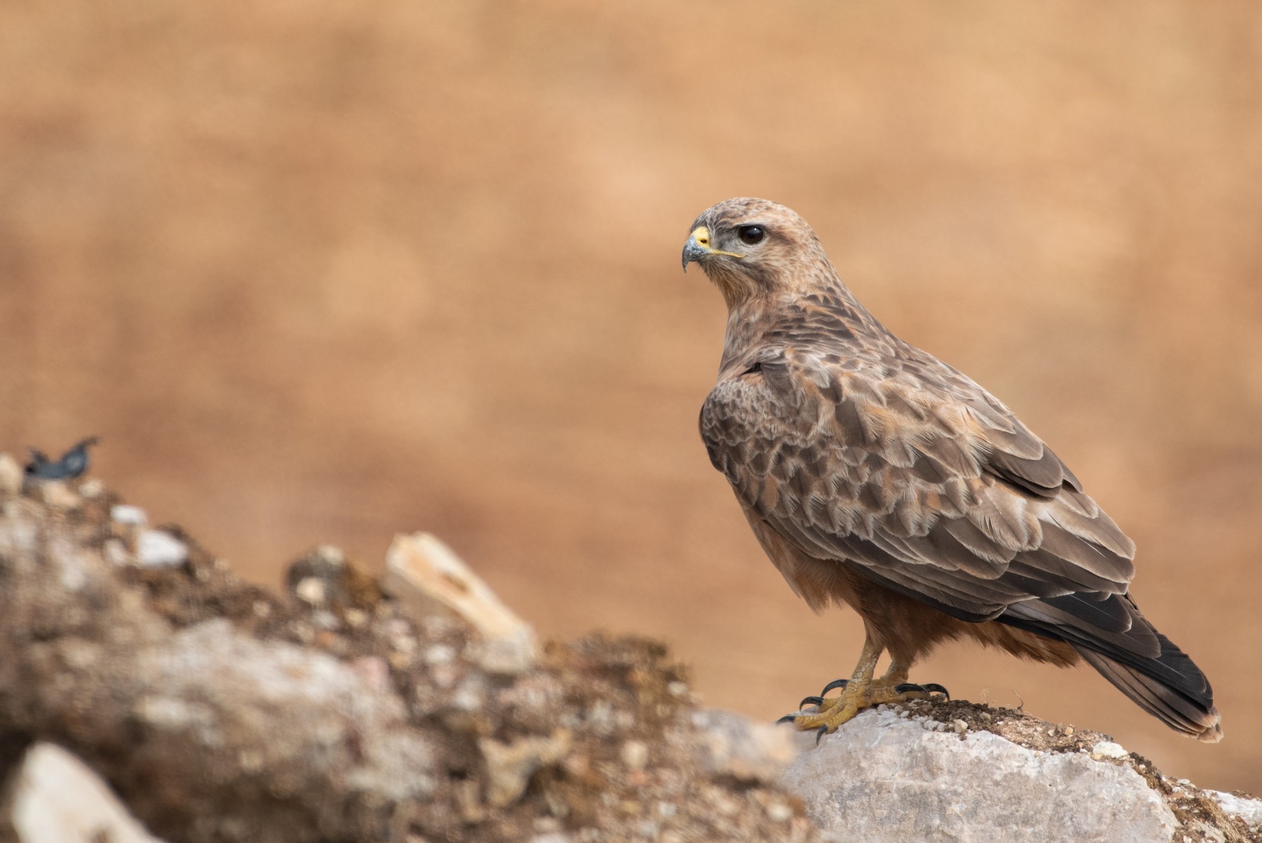 Buteo Buteo Vulpinus