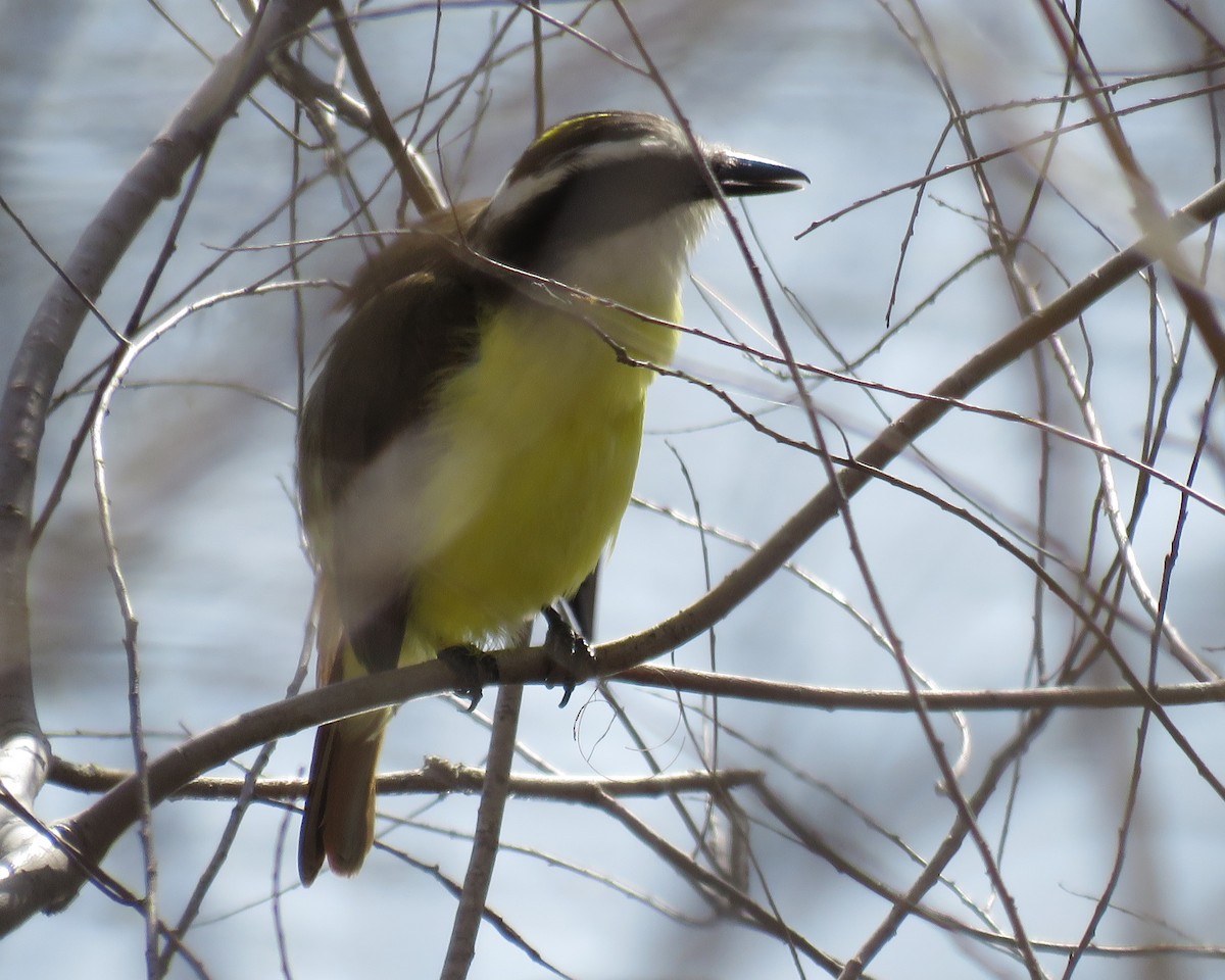eBird Checklist - 28 Feb 2022 - Univ. of Texas, RGV (Brownsville ...
