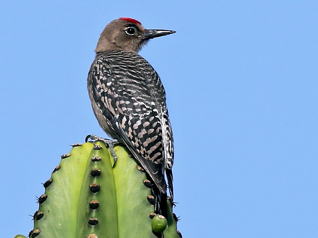 Grey-breasted Woodpecker - eBird