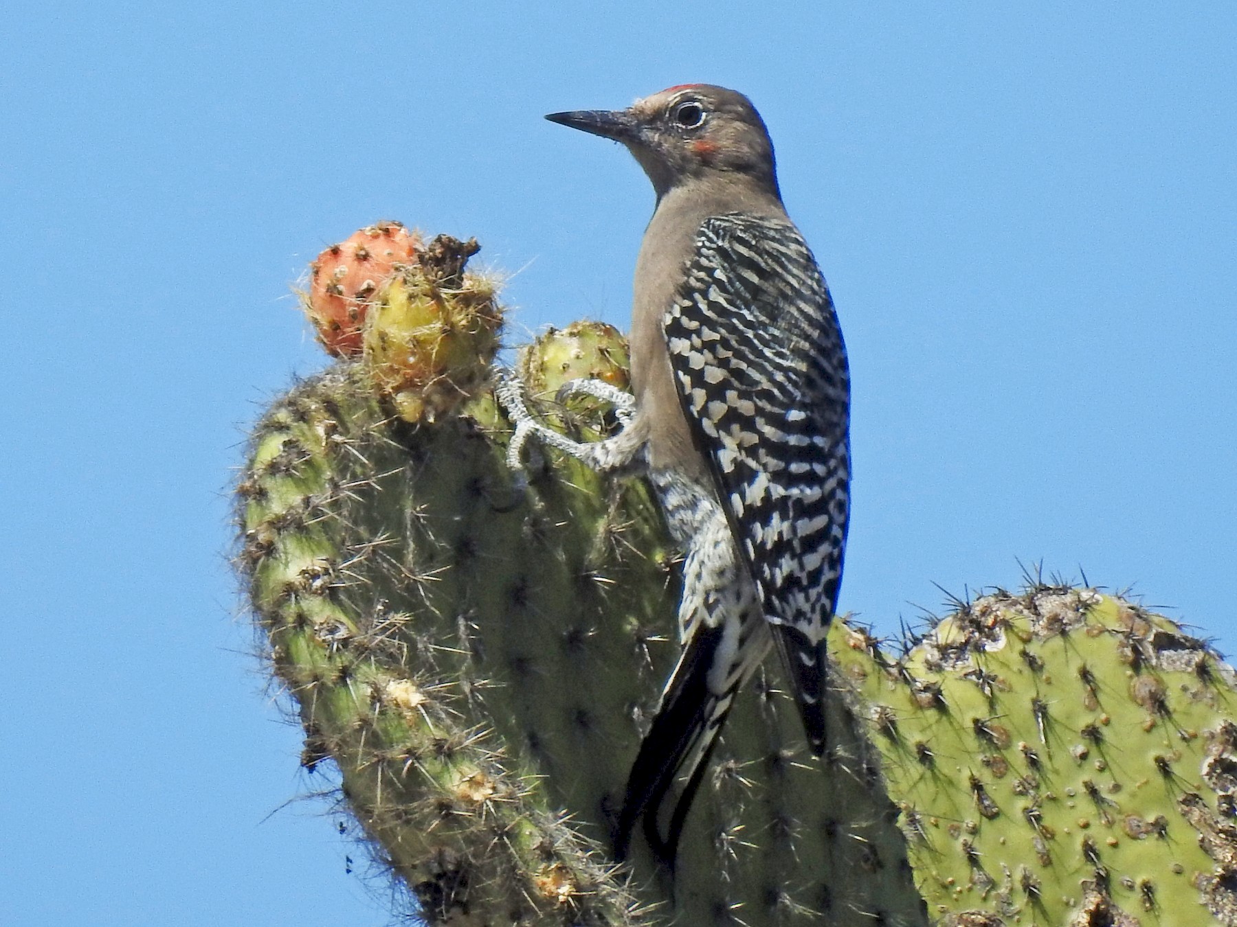 Gray-breasted Woodpecker - eBird