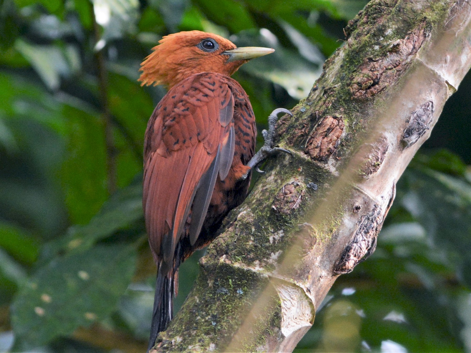 Chestnut-colored Woodpecker - eBird
