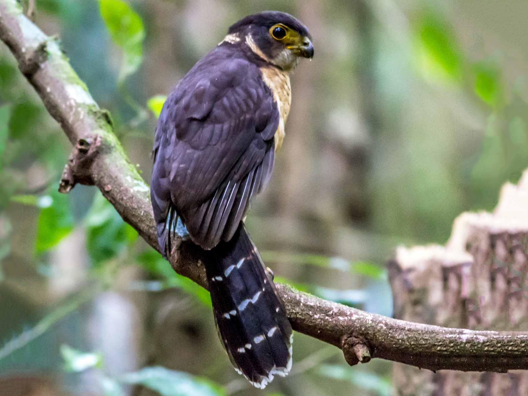 Barred Forest-Falcon - eBird