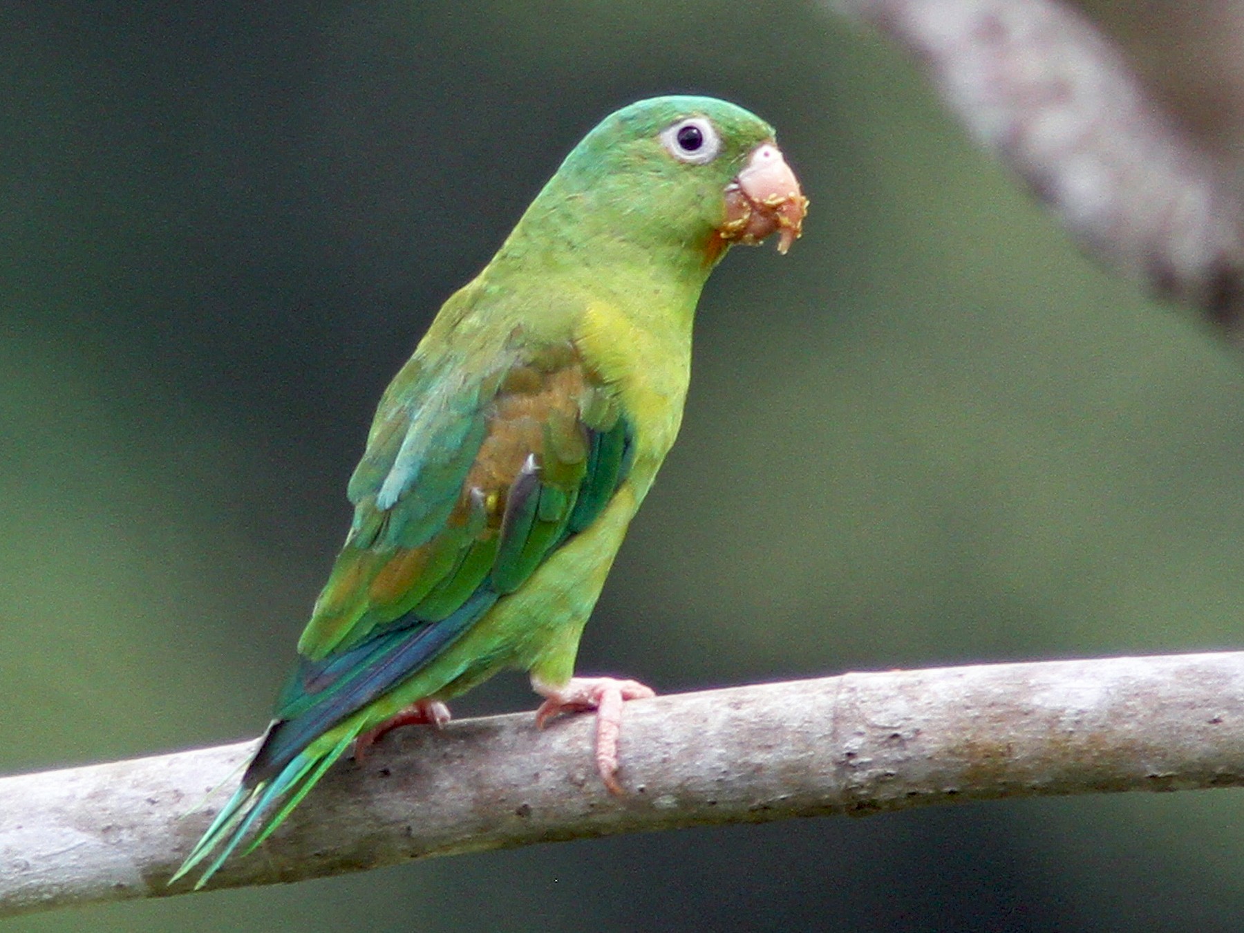 Orange-chinned Parakeet - eBird