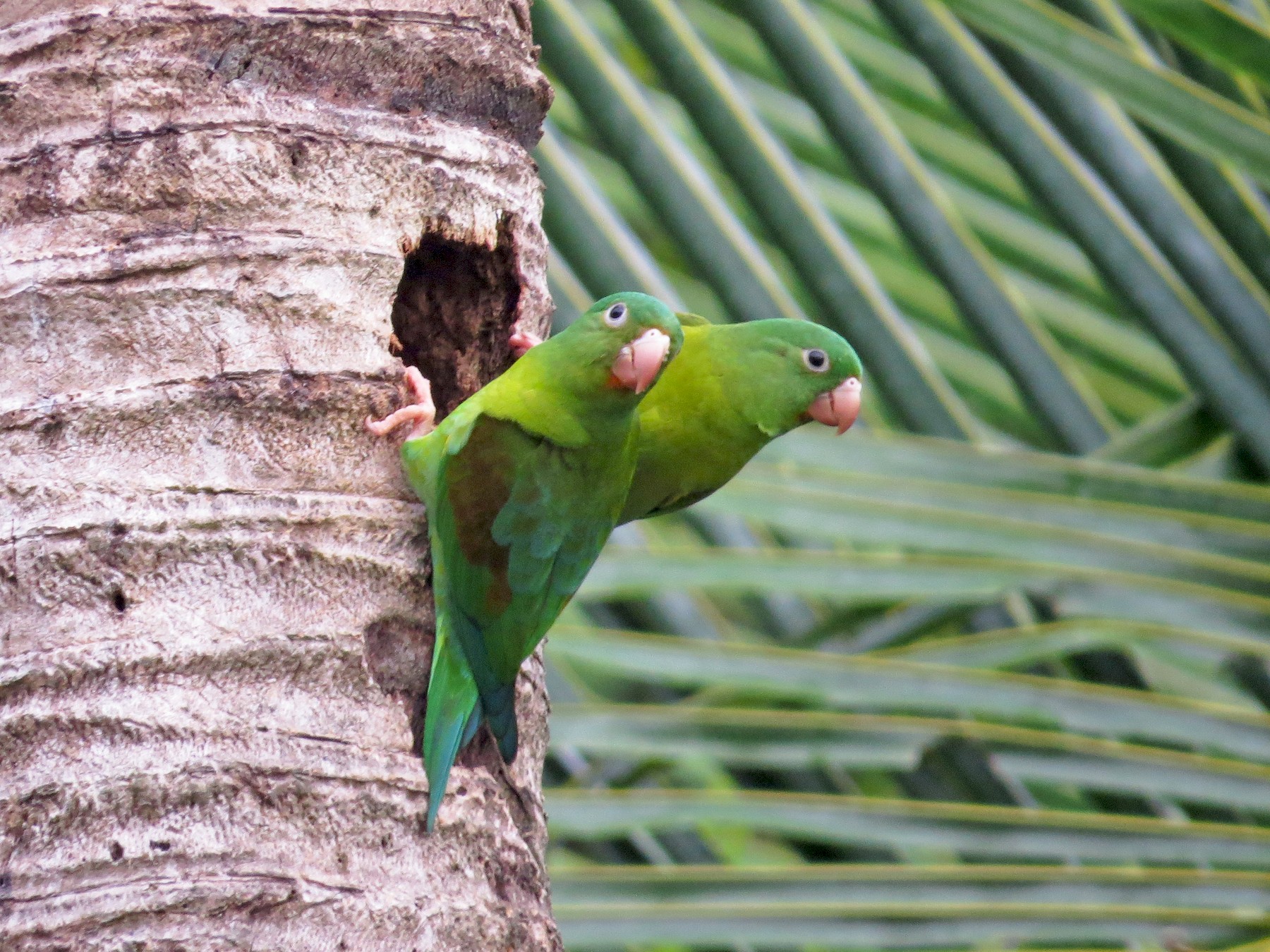 Orange-chinned Parakeet - eBird