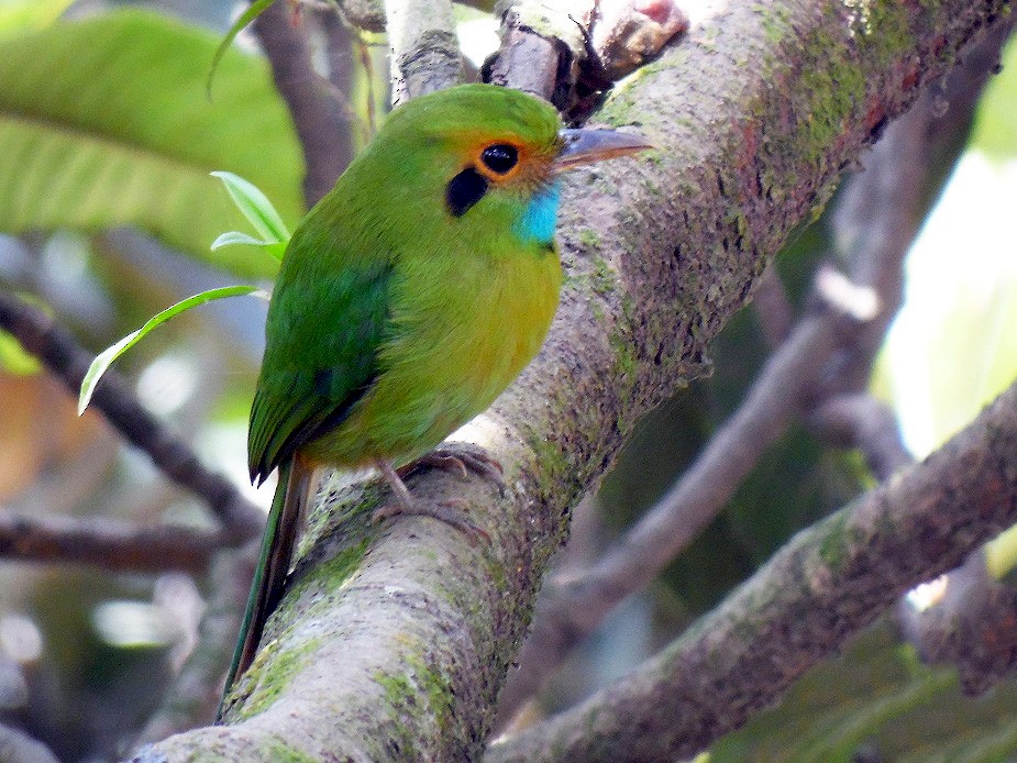 Momoto gorjiazul - eBird