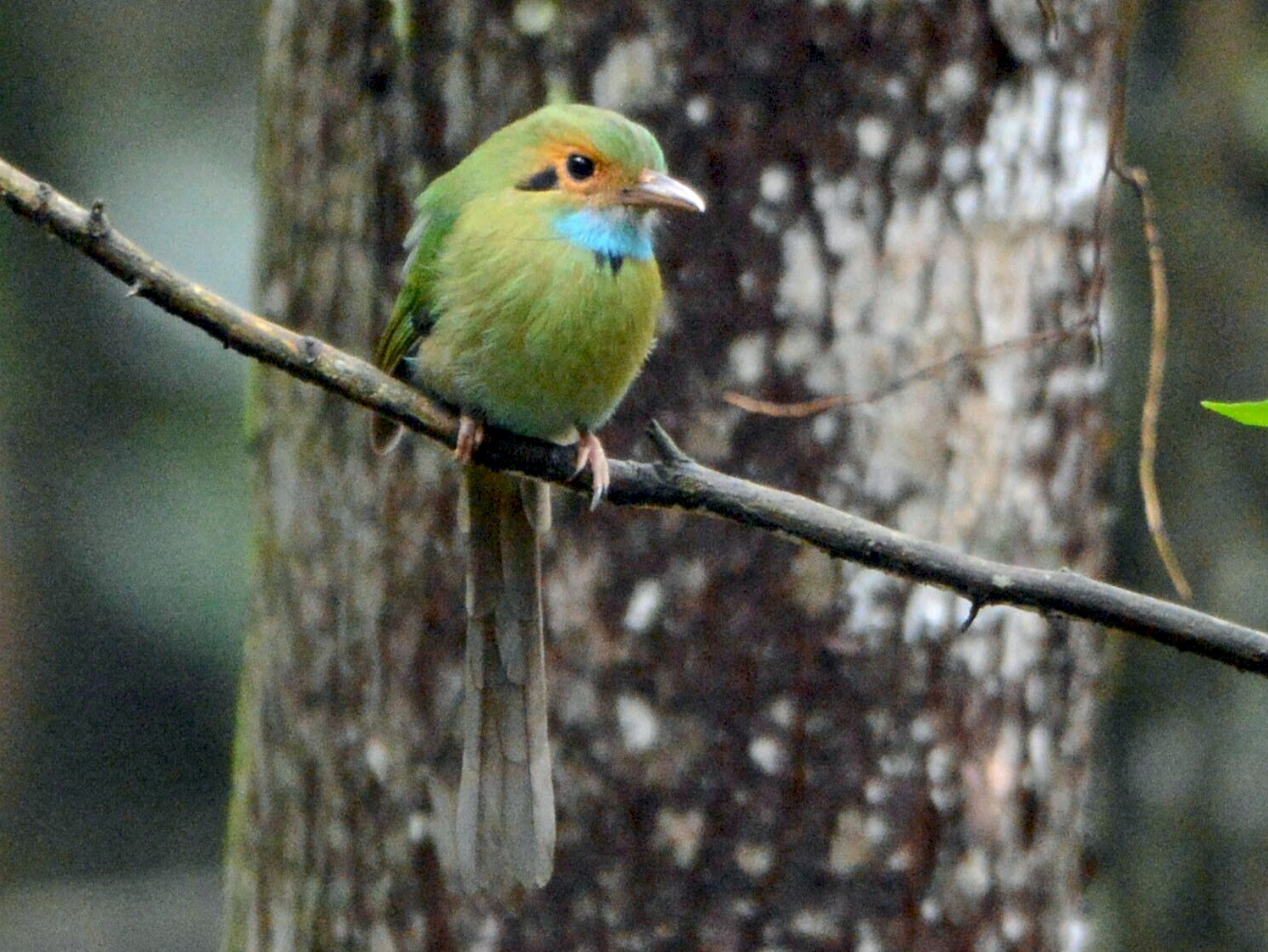 Blue-throated Motmot - eBird