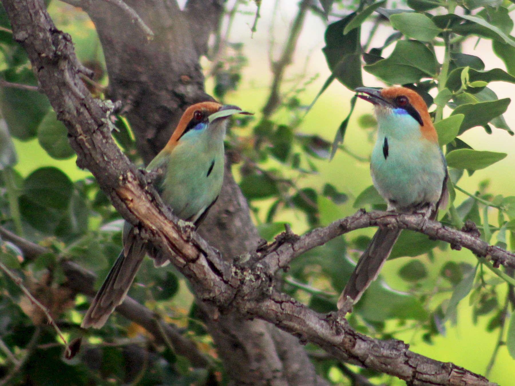 Russet-crowned Motmot - eBird