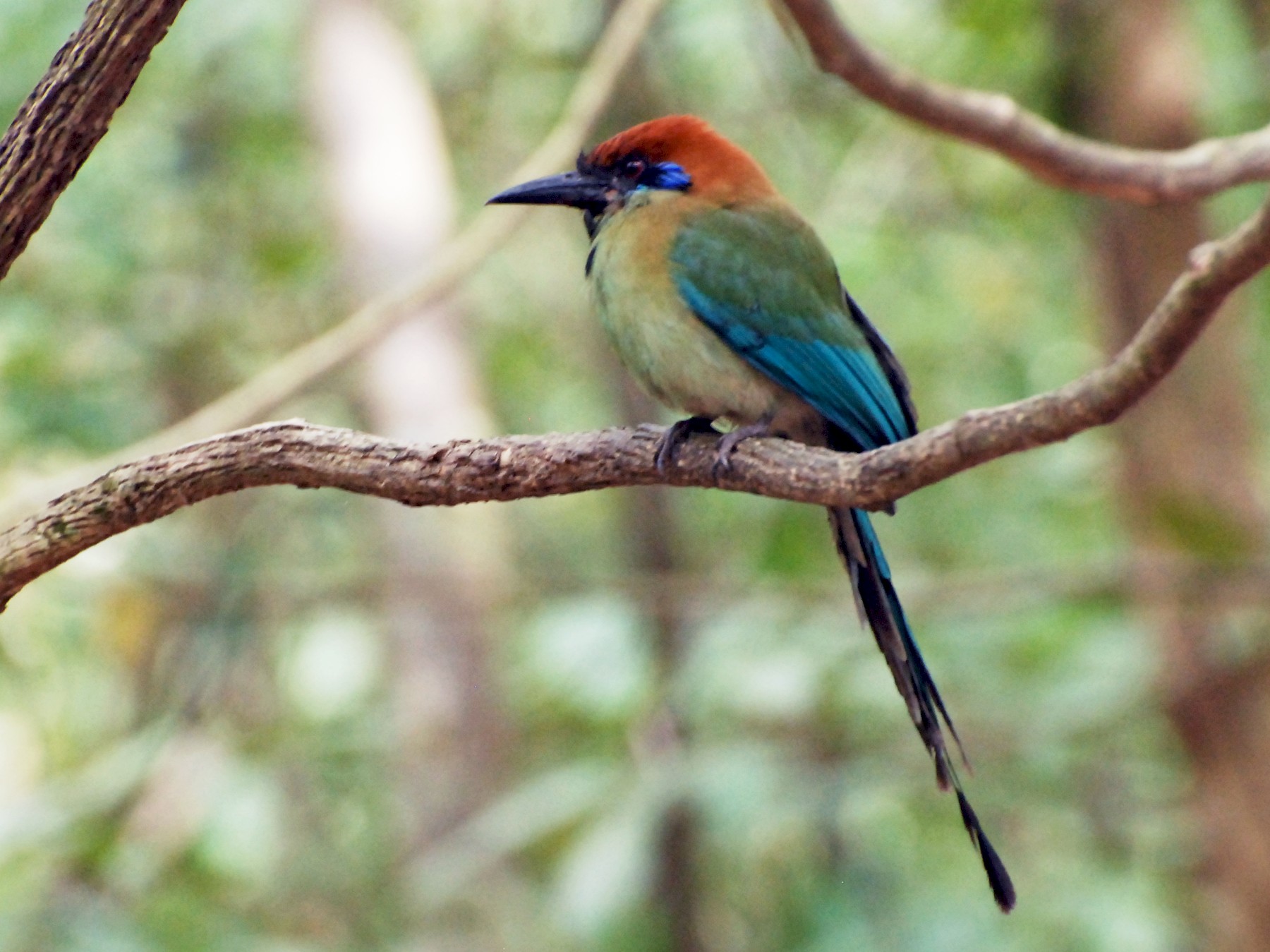 Momoto Mexicano - eBird