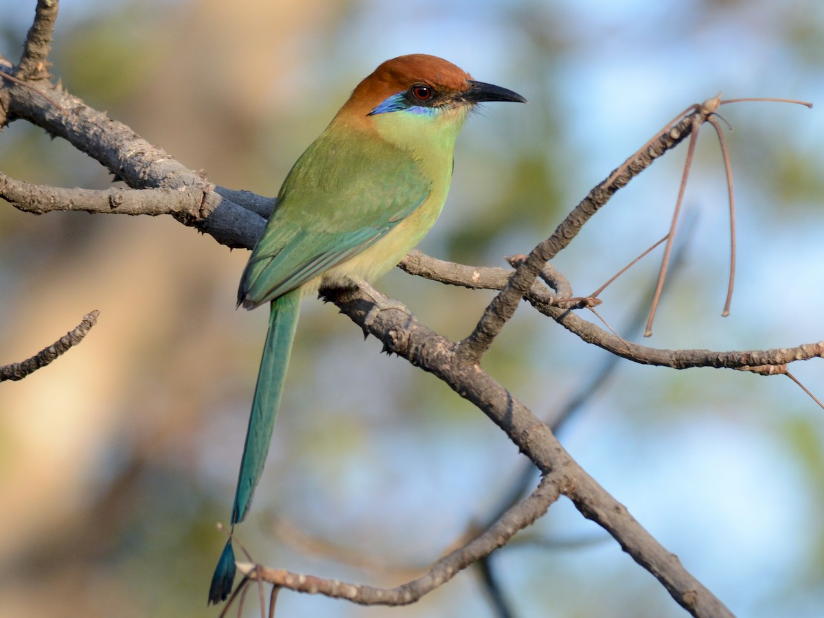 Russet-crowned Motmot - Momotus mexicanus - Birds of the World