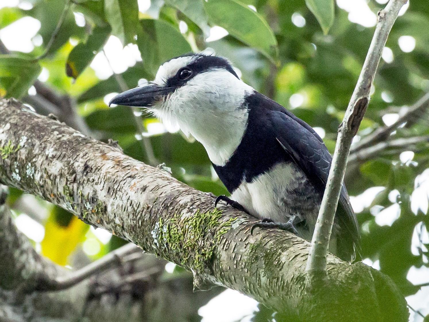 White-necked Puffbird - eBird