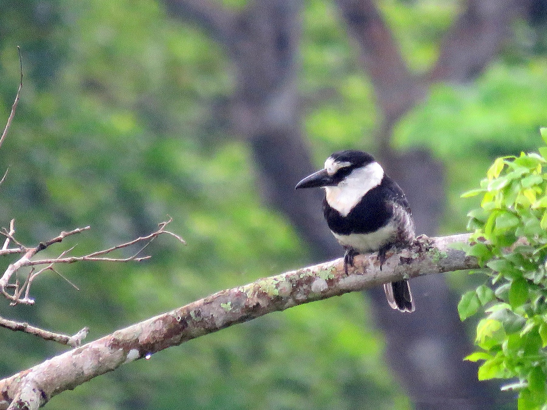 White-necked Puffbird - eBird