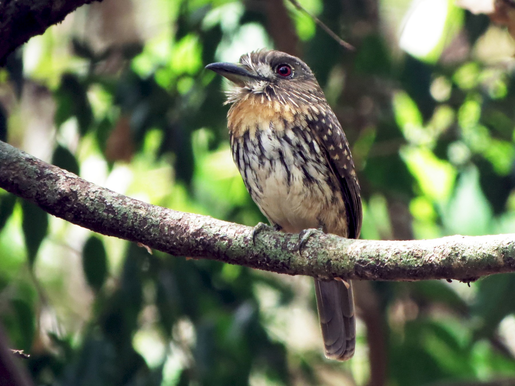 White-whiskered Puffbird - eBird