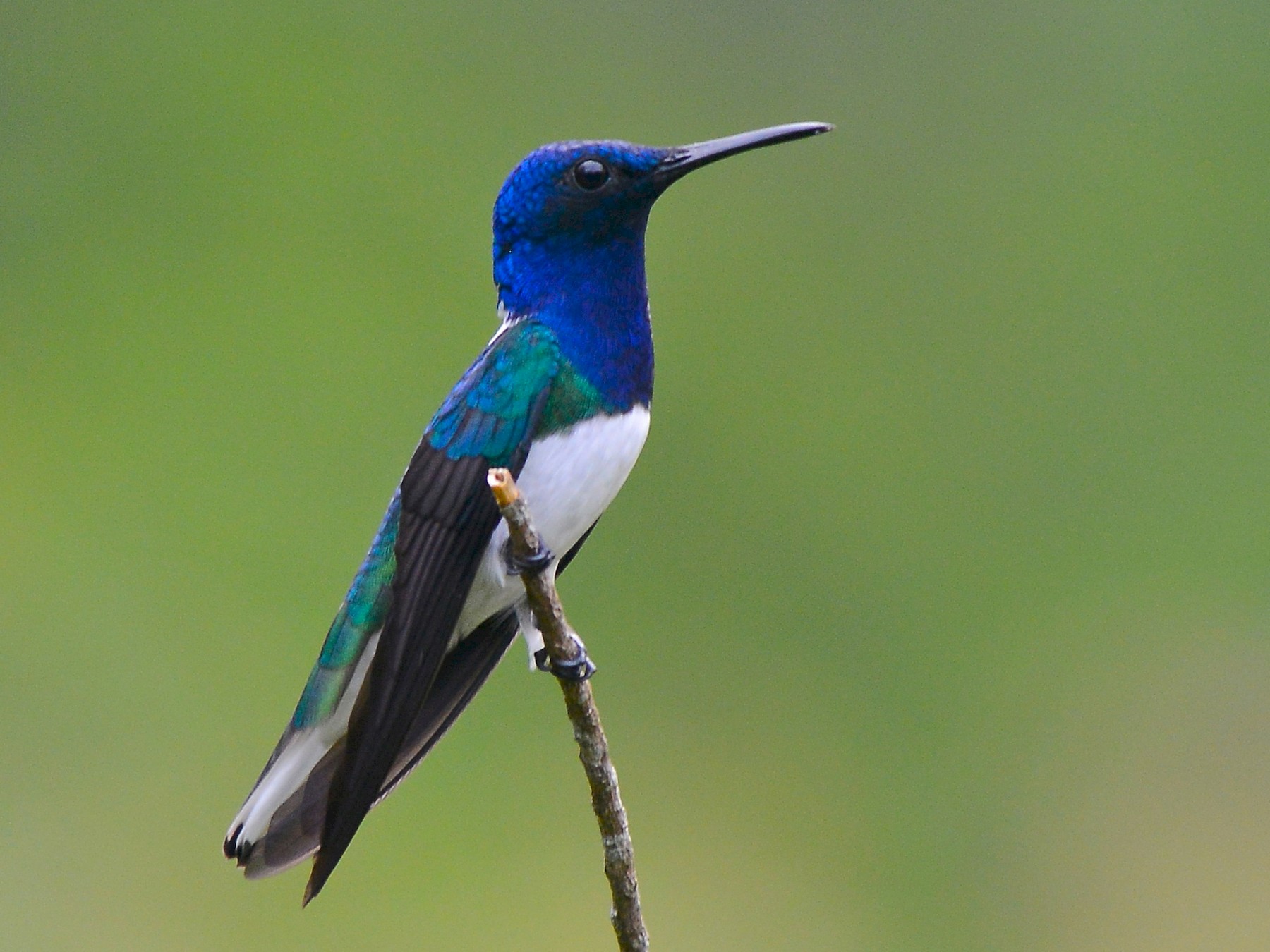 Colibrí Nuquiblanco - eBird