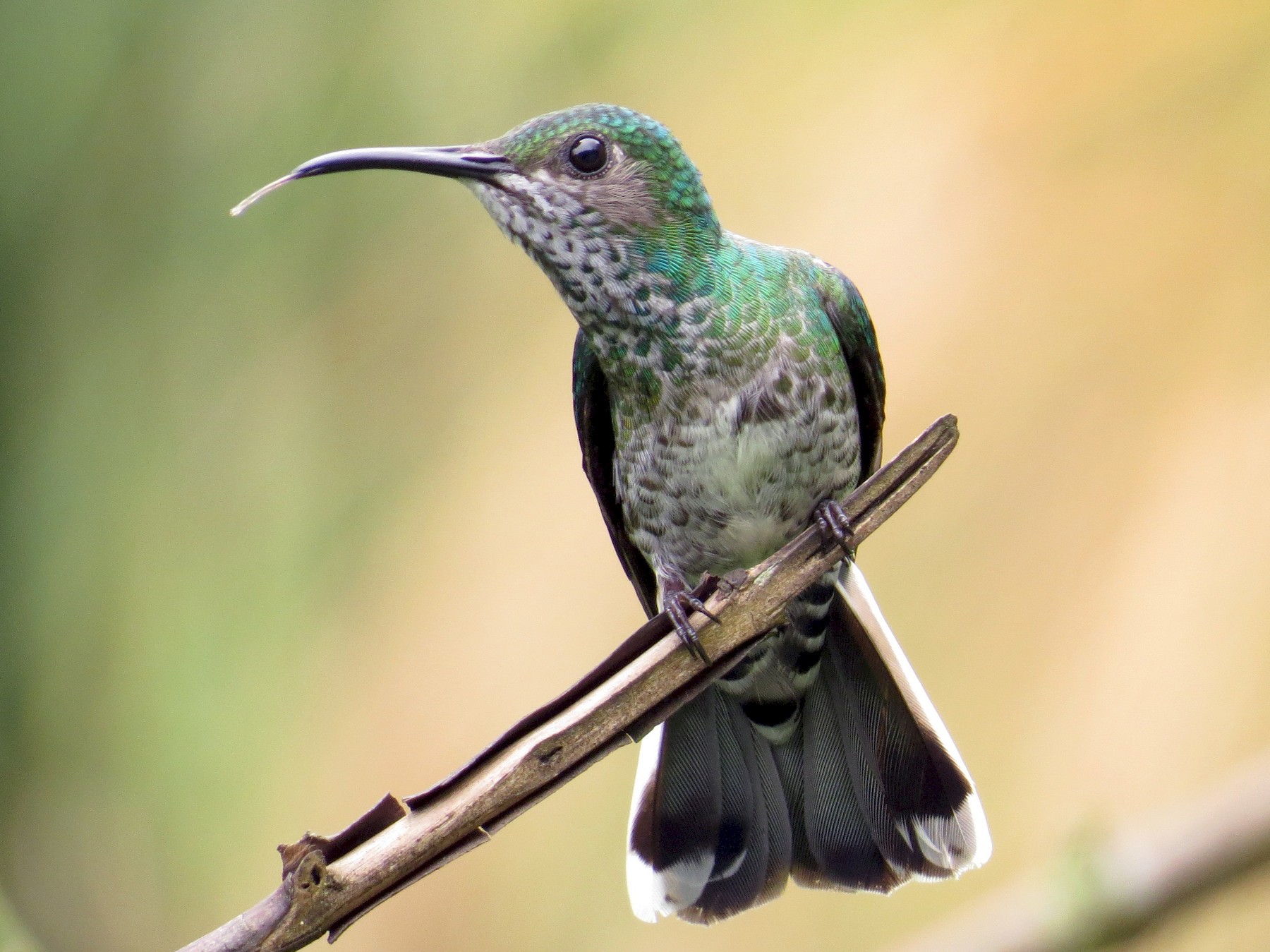 White-necked Jacobin - eBird