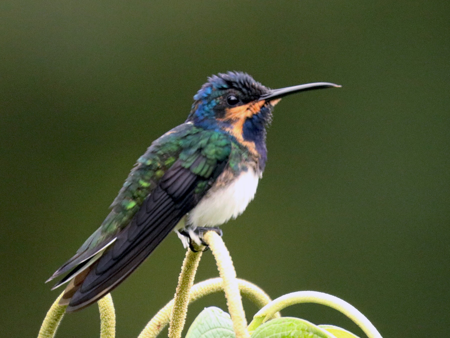 Colibrí Capucha Azul - eBird