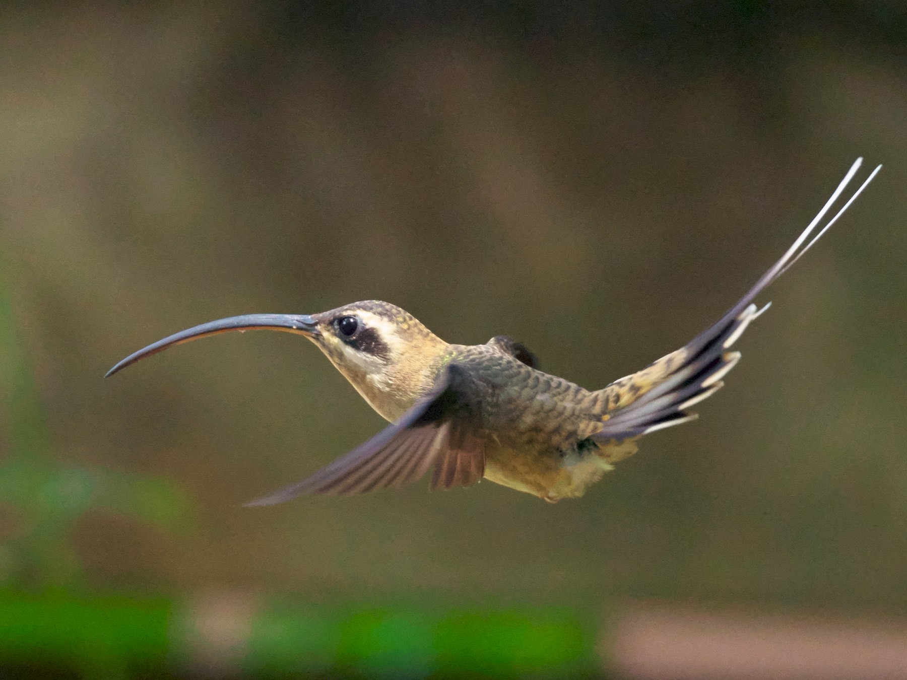 Long-billed Hermit - eBird