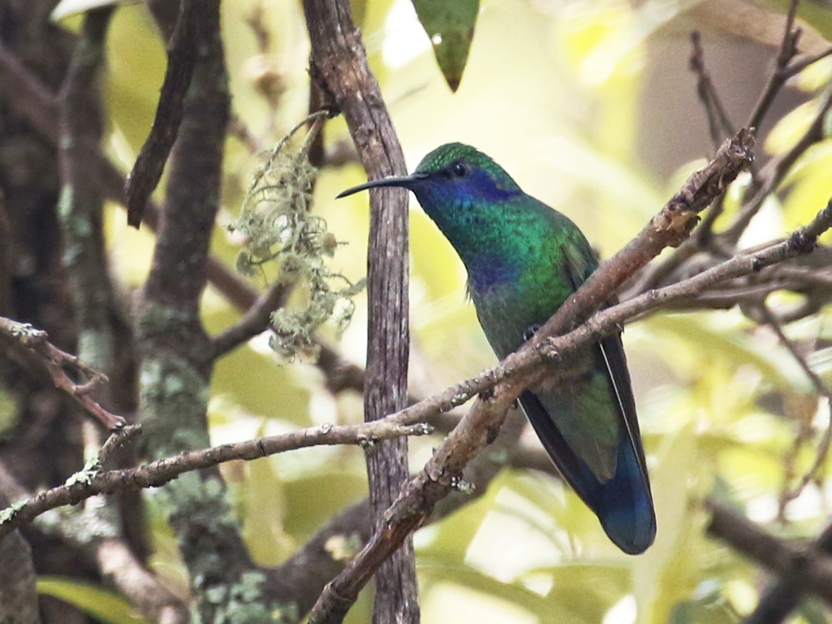 Mexican Violetear - eBird