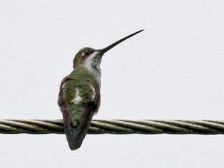 Long-billed Starthroat - eBird