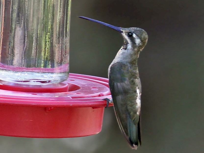 Colibri de Constant - eBird